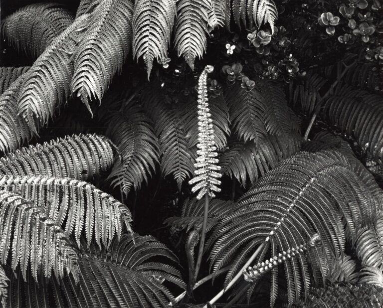Philbrook Museum of Art - Tulsa, OK | Brett Weston: The Shape of Nature